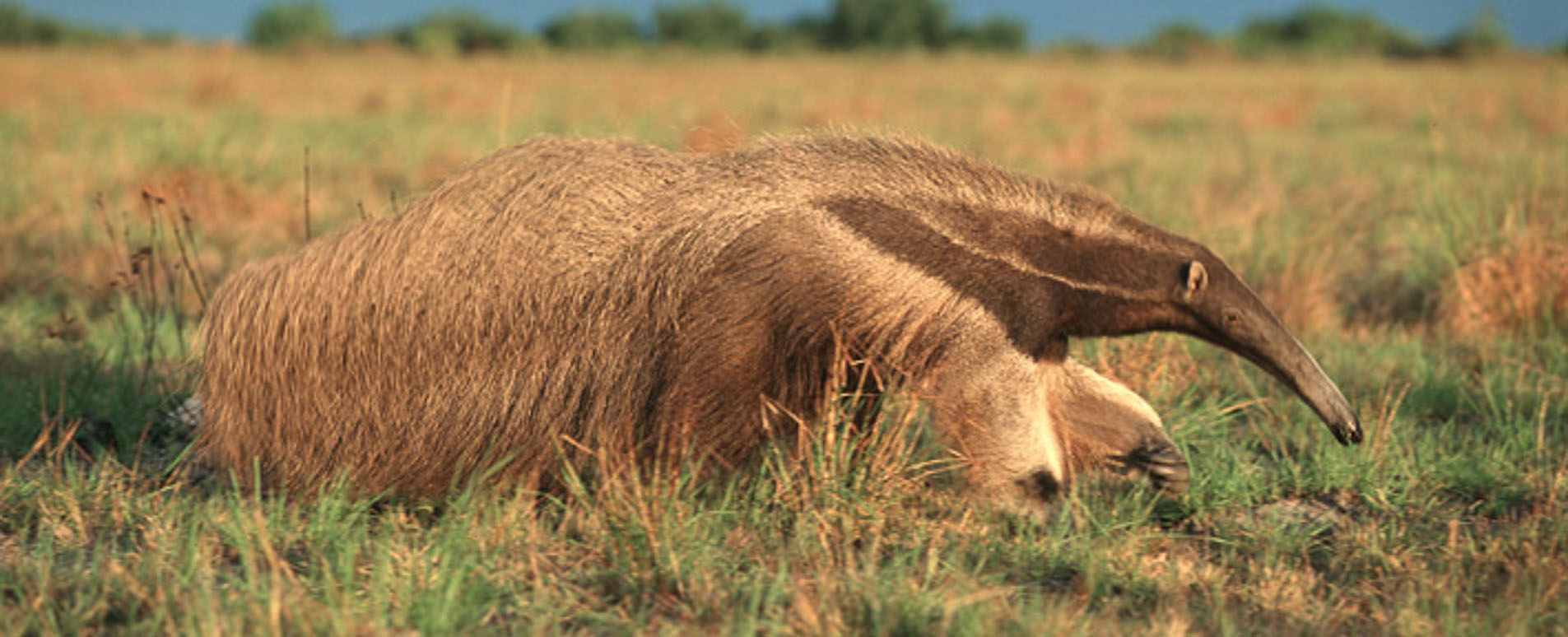 Visit Rupununi Savannas - Guyana Travel Guide|Geodyssey